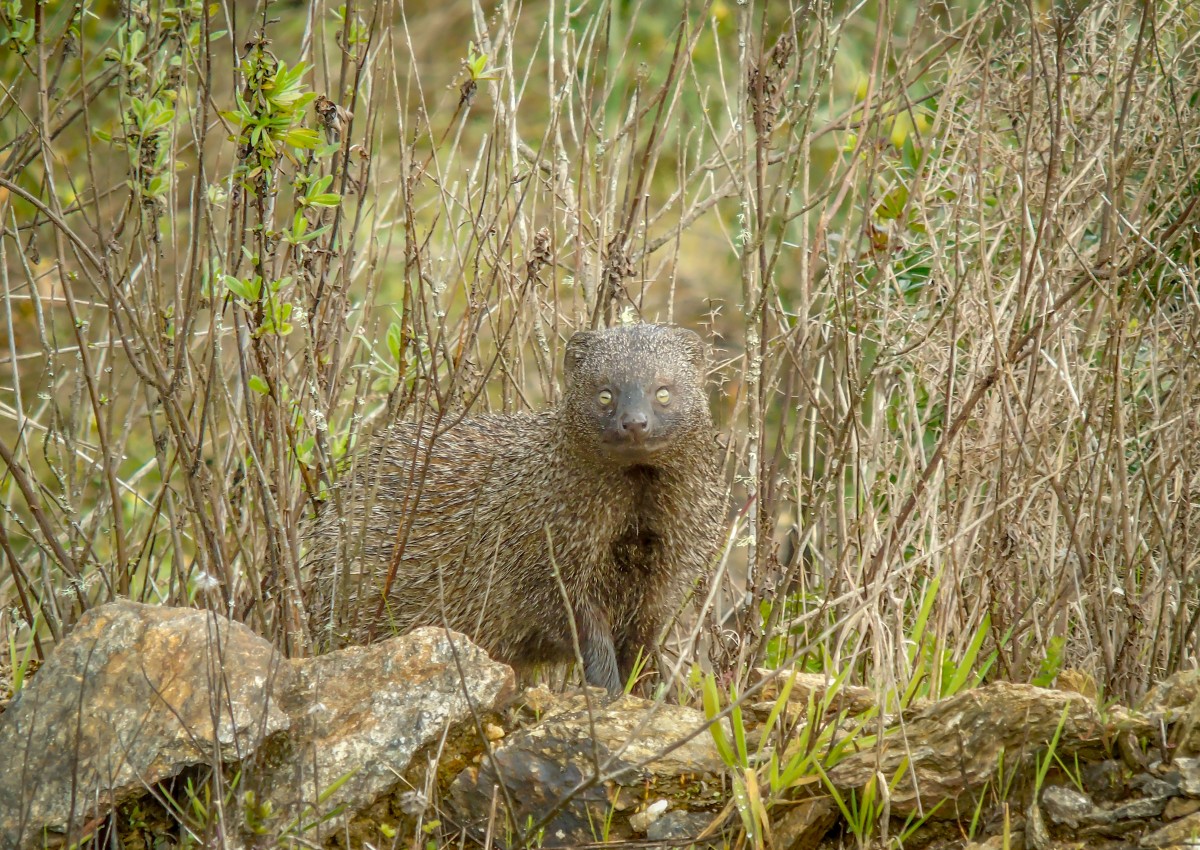 À Descoberta | Fauna do Médio Tejo | Médio Tejo